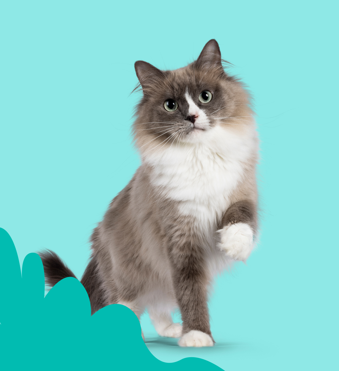 Annandale Animal Hospital - Best for Pet