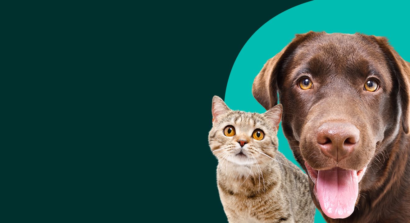 James Street Veterinary Hospital - Book Online with Best for Pet