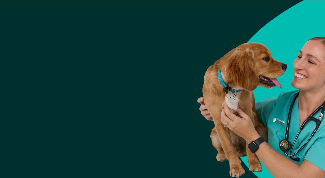 James Street Veterinary Hospital - Book Online with Best for Pet