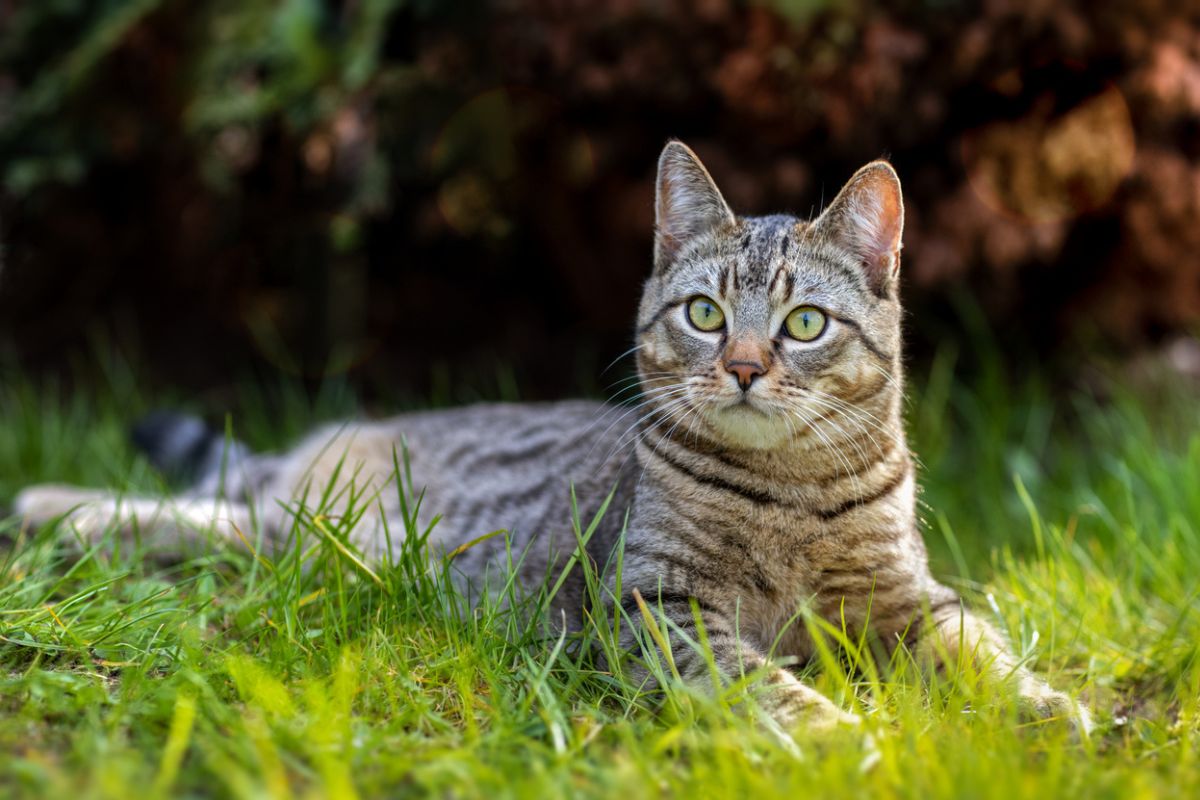 Australian Mist breed guide - Best for Pet