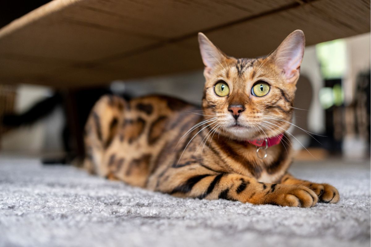Bengal breed guide - Best for Pet