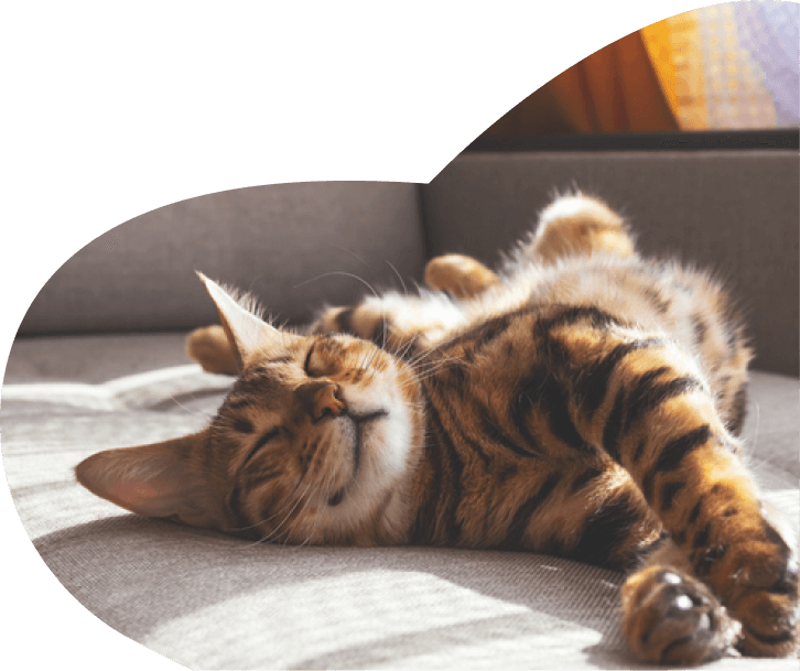 Cat Health Hub - Best for Pet