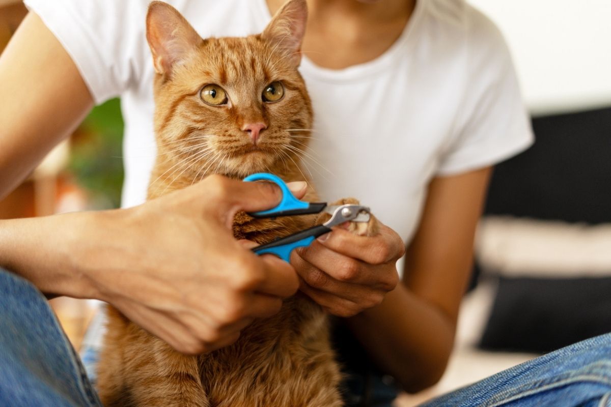 How to trim cat nails - Best for Pet